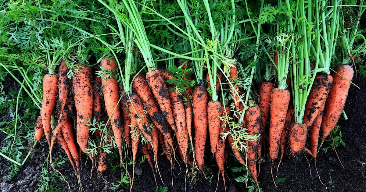 CE LEGUME PLANTĂM ÎN GRĂDINĂ ÎN LUNA AUGUST?