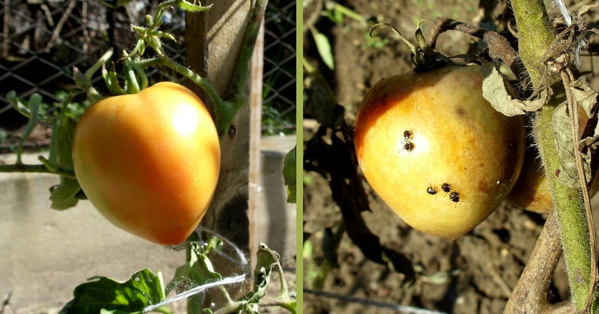 PLOȘNIȚA VERDE A TOMATELOR. Descriere, atac, combatere