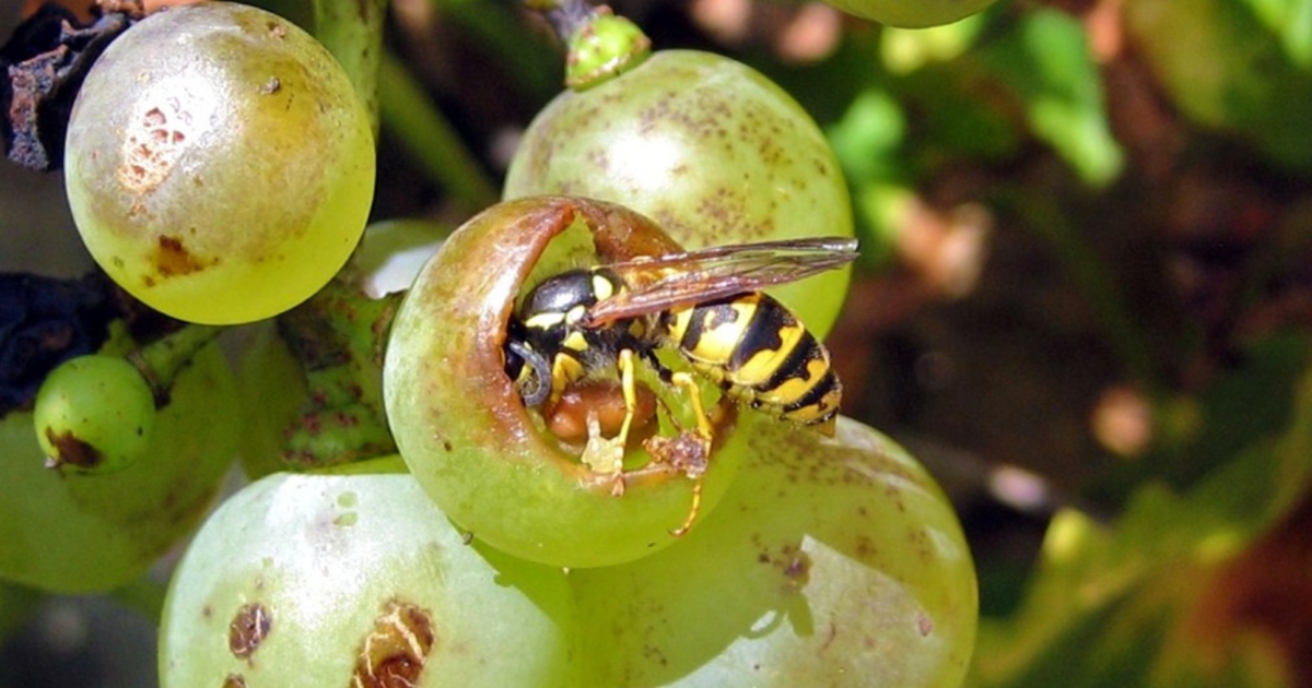 CUM SCĂPĂM DE VIESPI? Metode naturale, capcane