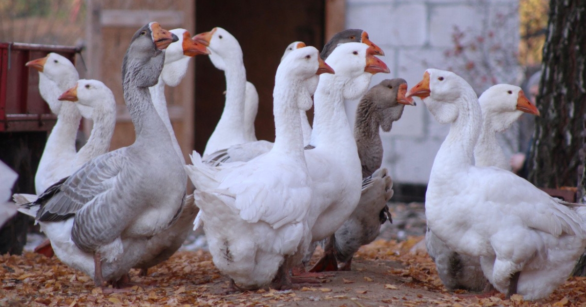 RASA DE GÂȘTE HOLMOGOR. Cum le creștem, cu ce le hrănim?