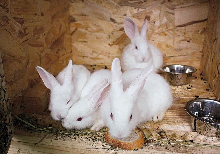 COCCIDIOZA LA IEPURI. Simptome, tratament și măsuri de prevenire